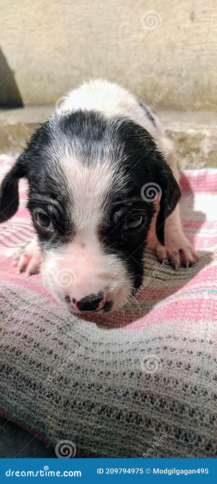 Cute Pointer Breed Pet Dog Photo Stock Image - Image of petdog ...