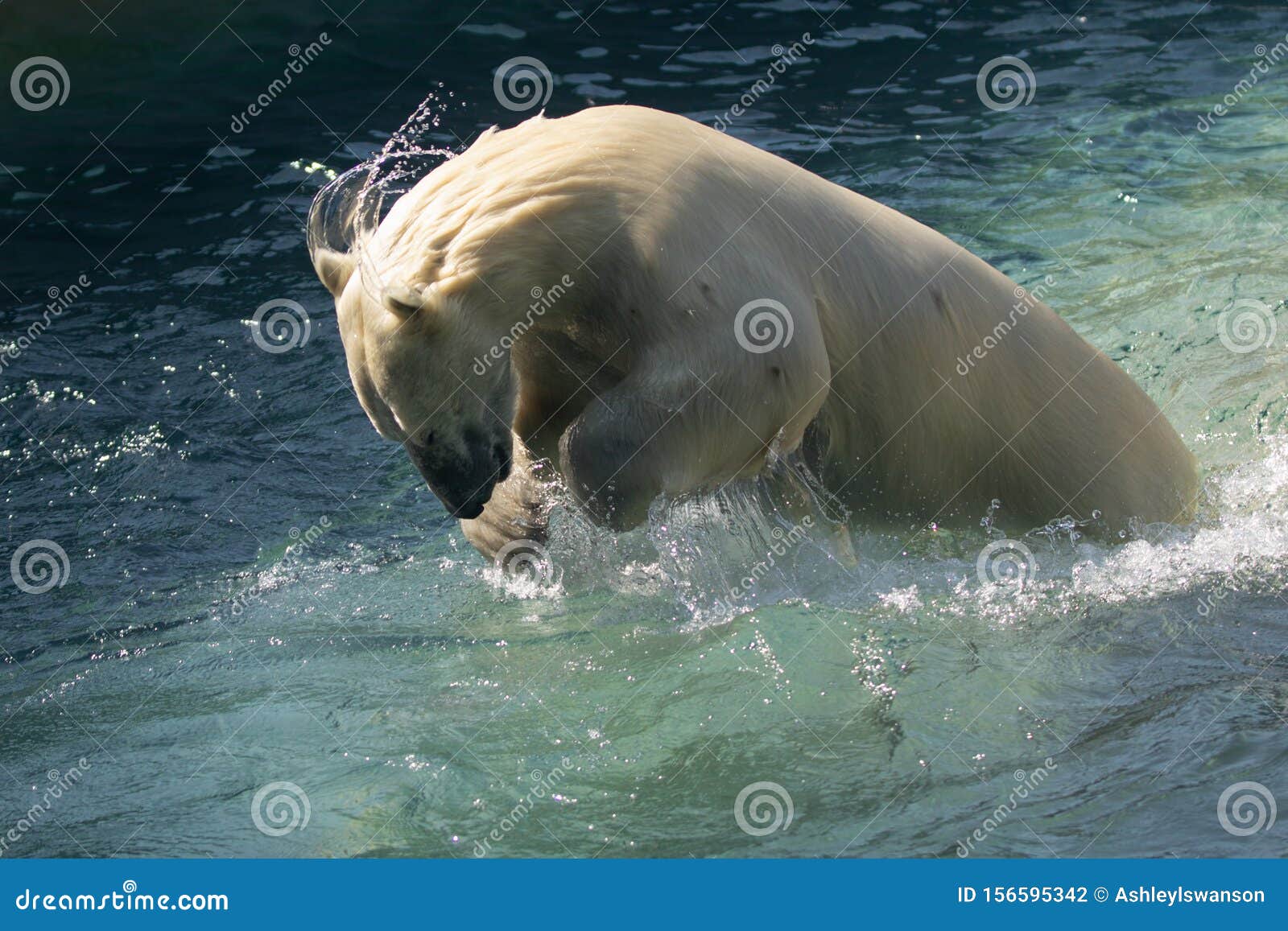 Cute Polar Bear Diving into the Water Stock Photo - Image of maritimus ...