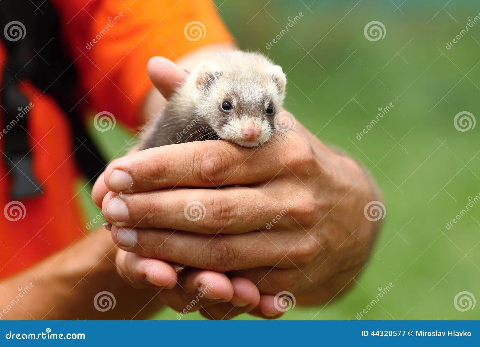 Cute polecat stock image. Image of cute, polecat, finger - 44320577