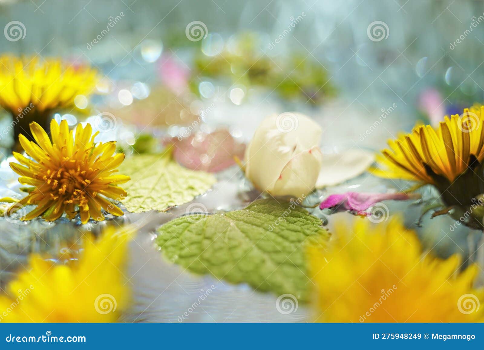 Cute Pollen Flowers Float in the Water of a Blue Bowl Stock Image ...