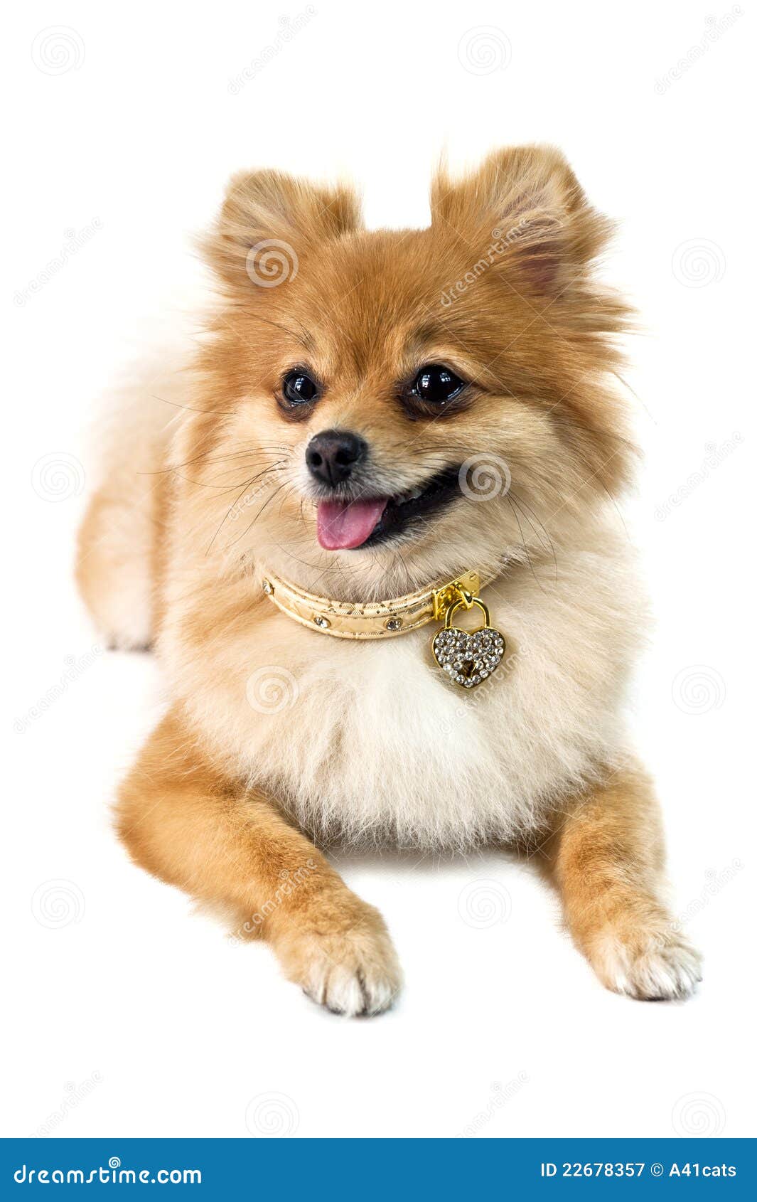 The Cute Pomeranian Dog Over White Stock Image - Image of sitting, cute ...