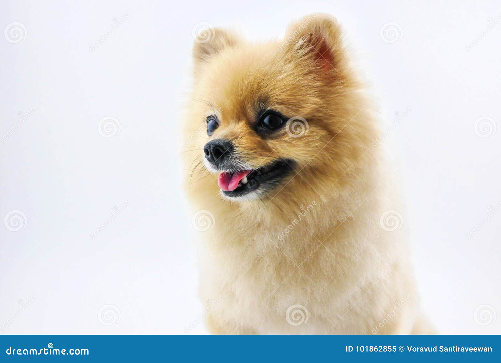 Cute Pomeranian Dog Smiling Stock Image - Image of portrait, grooming ...