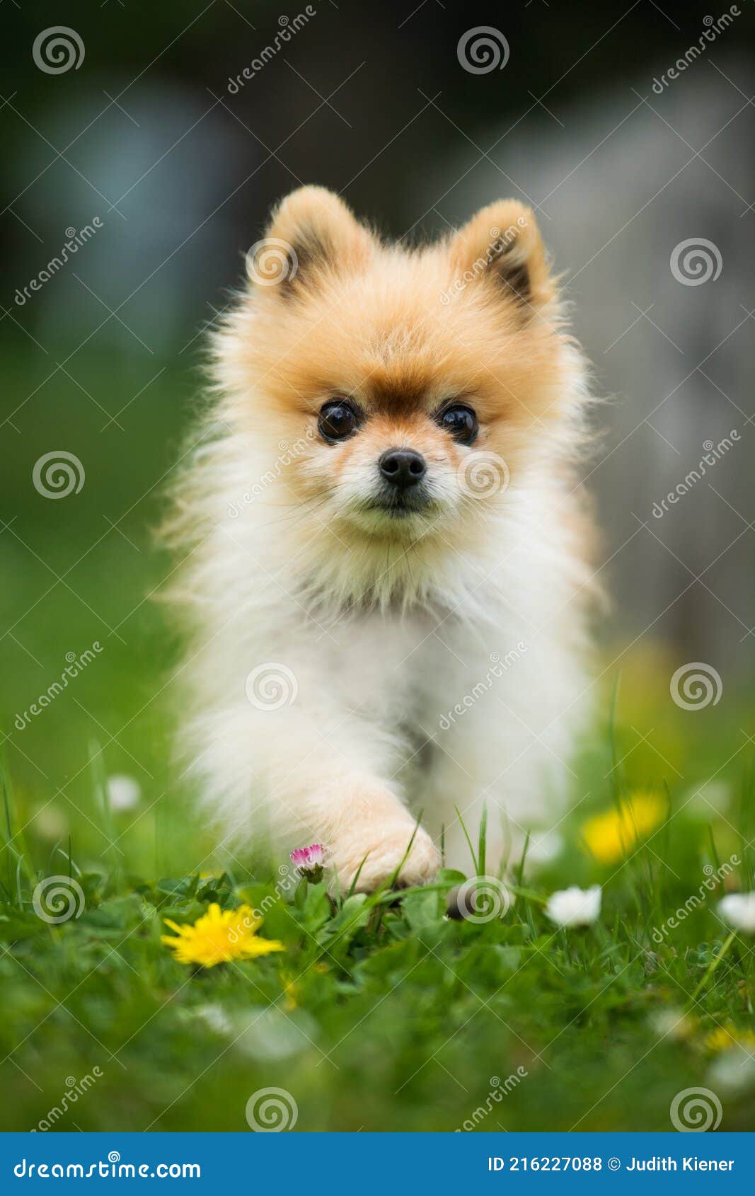 Cute Pomeranian Dog in a Spring Meadow Stock Photo - Image of flowers ...