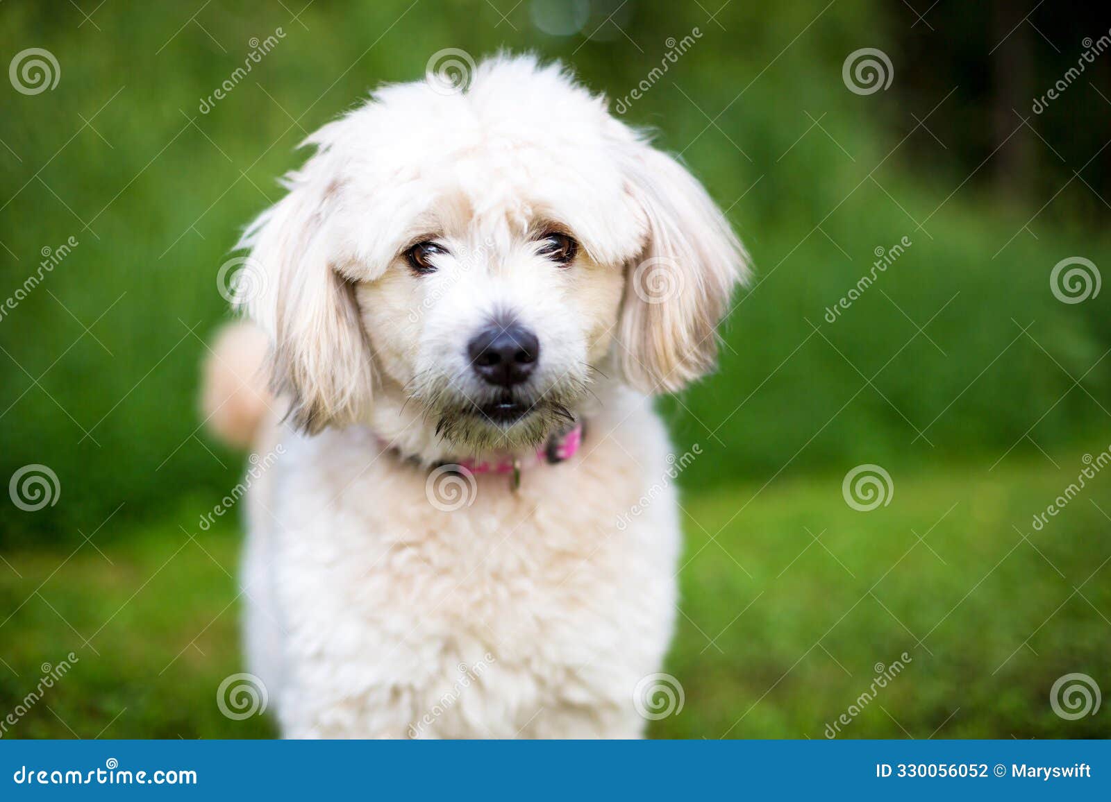 A Cute Pomeranian X Poodle Mixed Breed Dog Stock Photo - Image of ...