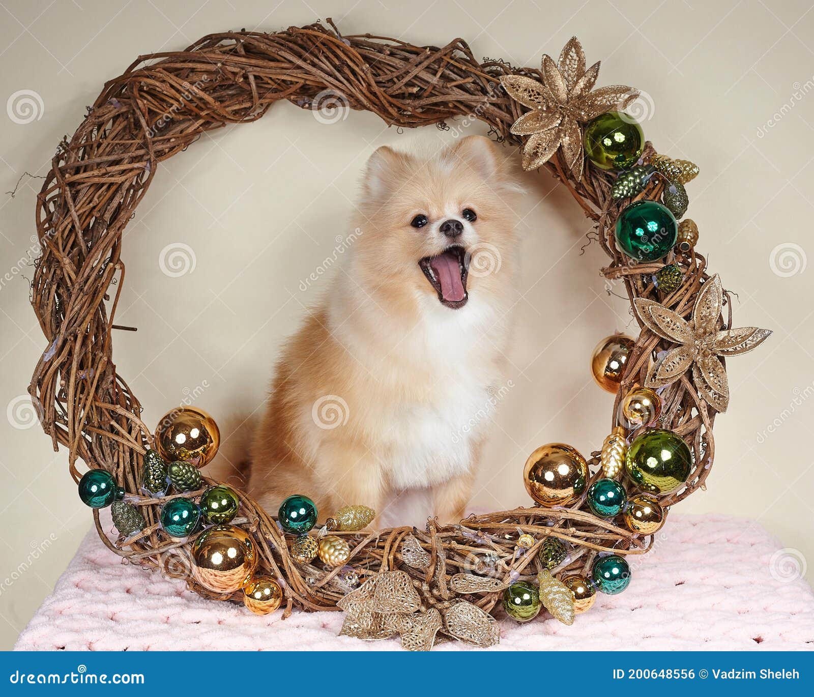 Cute Pomeranian Puppy in Christmas Attributes Stock Photo - Image of ...