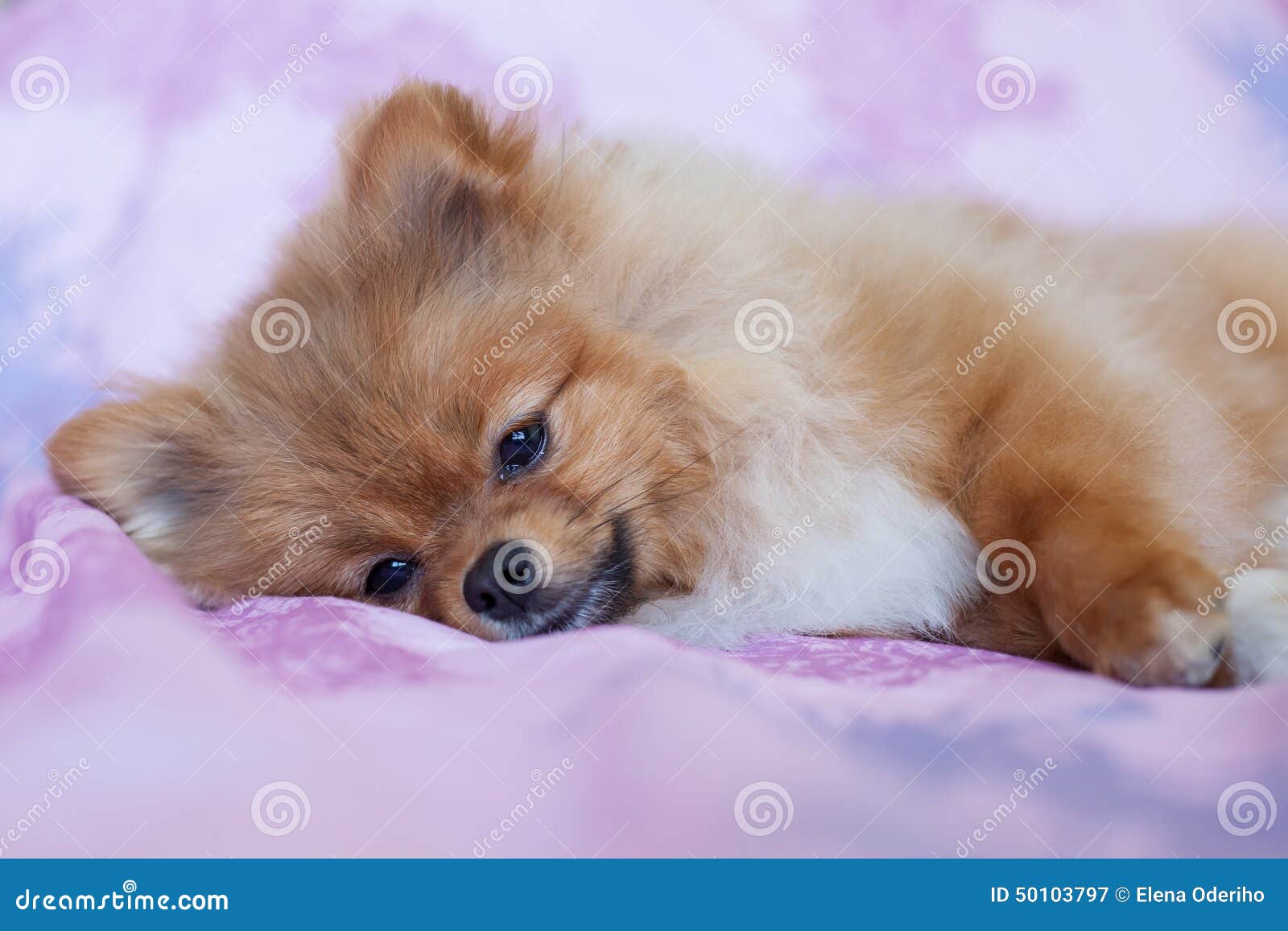 Cute Pomeranian Puppy On A Pink Background Royalty-Free Stock ...