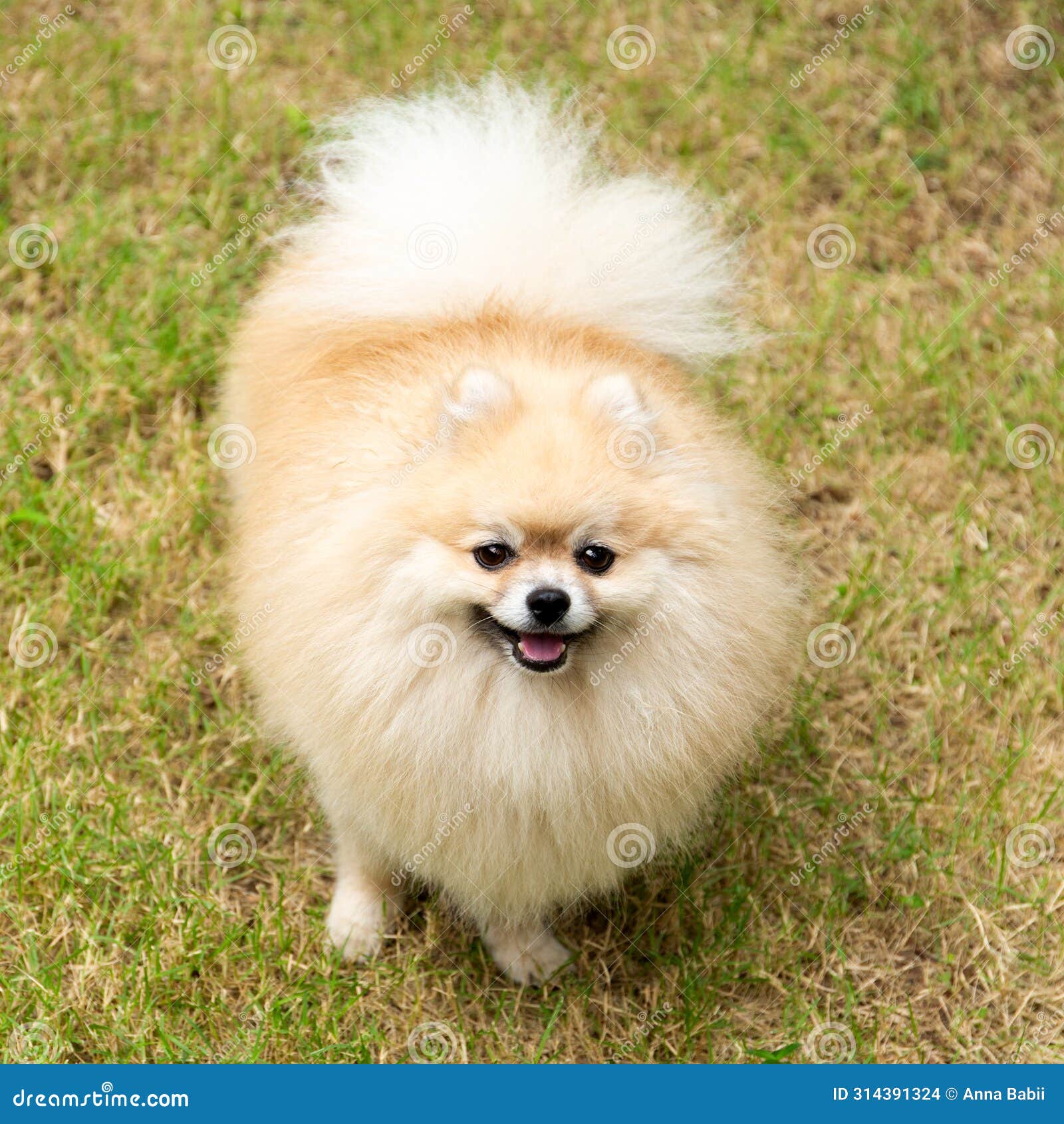 Cute Pomeranian Spitz on Green Grass Background Stock Photo - Image of ...