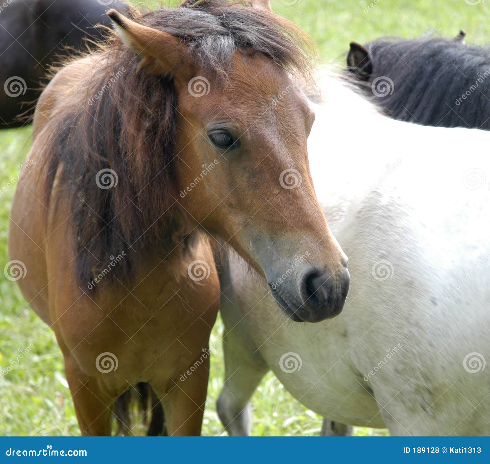 Cute pony stock photo. Image of nature, black, graze, brown - 189128