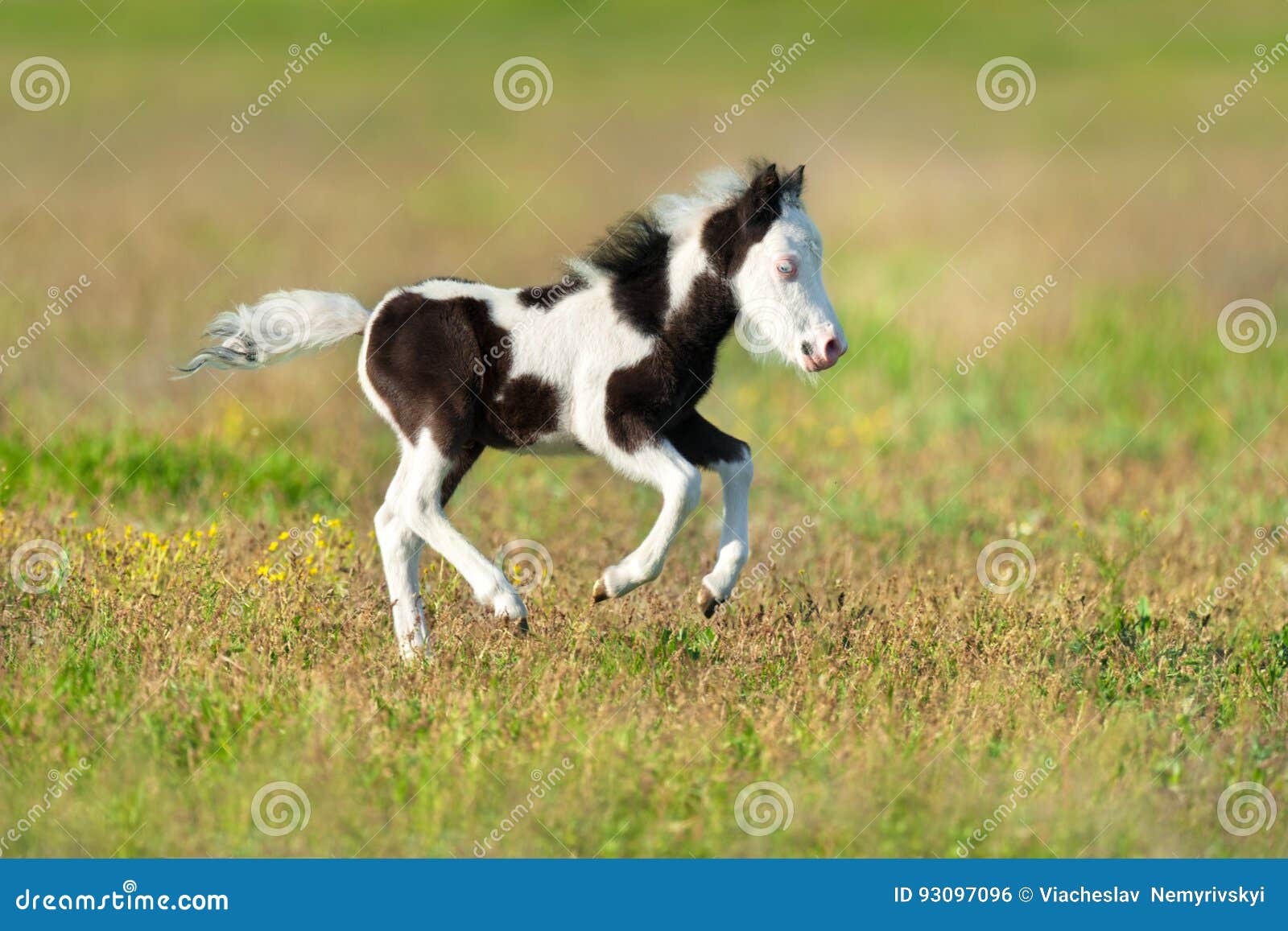 Cute pony foal stock photo. Image of brown, animal, domestic - 93097096