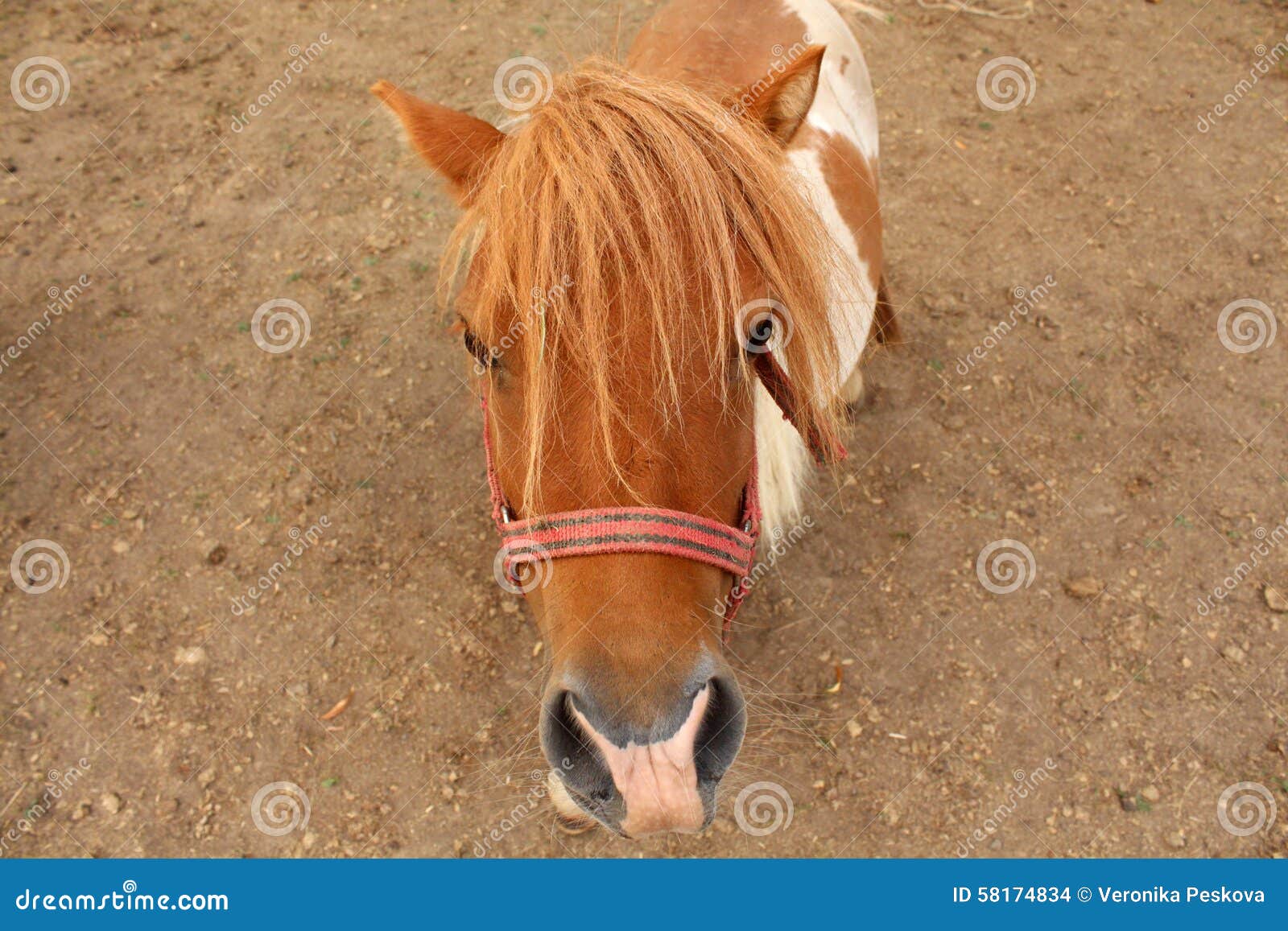 Cute pony horse stock photo. Image of happy, movement - 58174834
