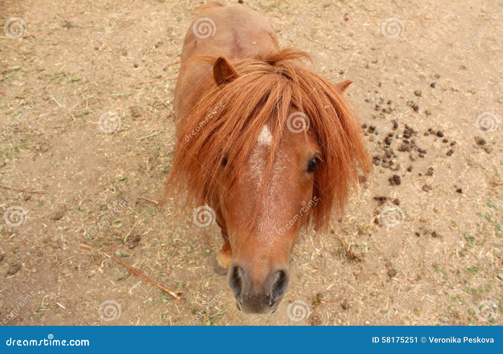 Cute pony horse stock image. Image of equestrian, active - 58175251