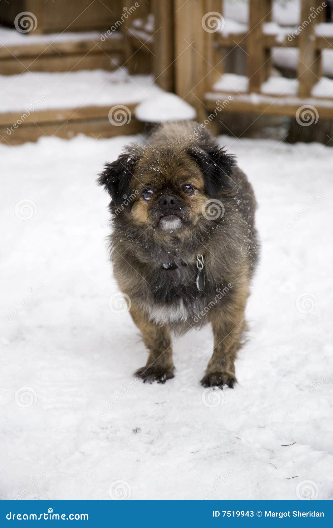 Cute Pooch in the Snow stock image. Image of puppy, shih - 7519943