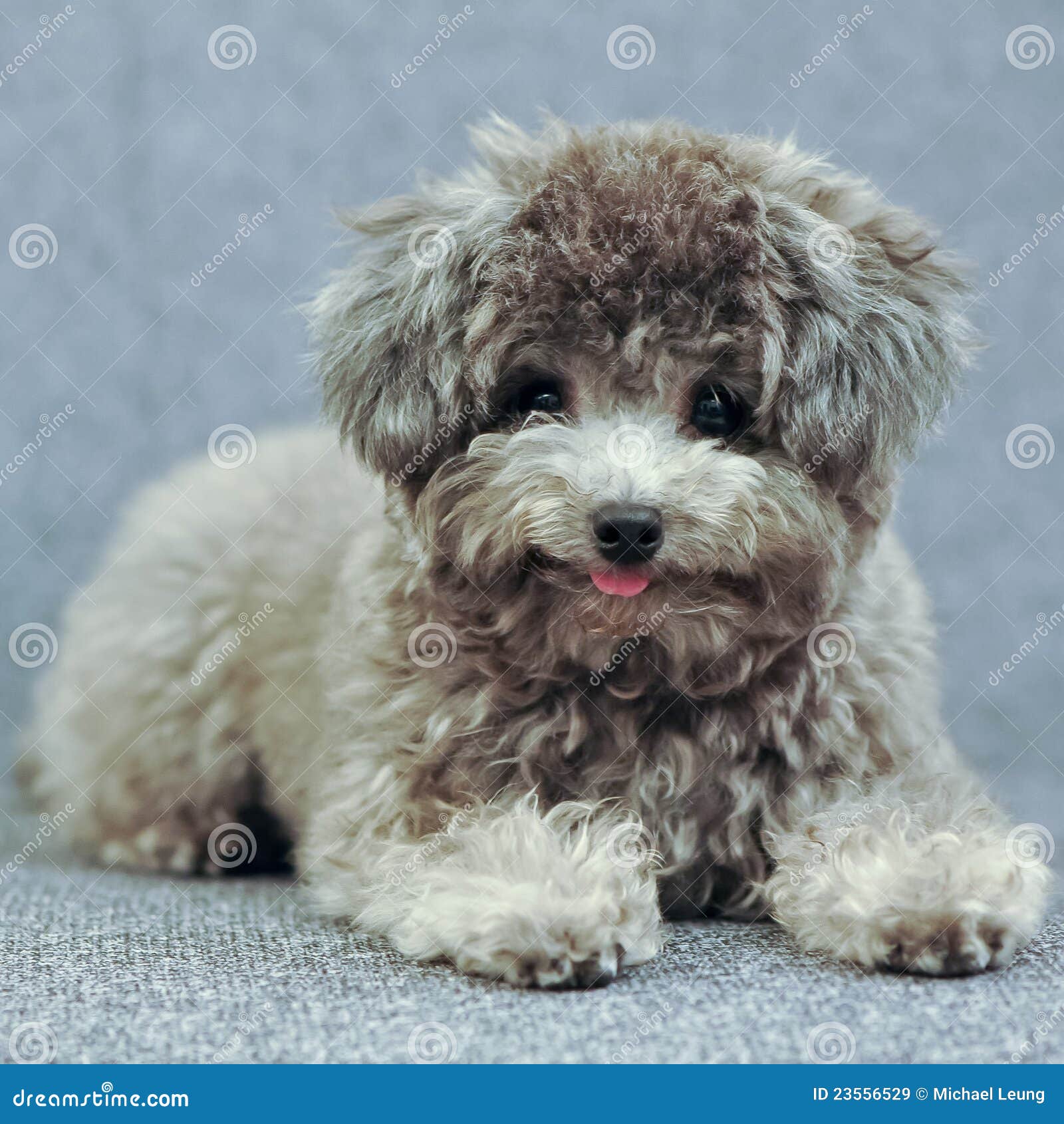 Cute Poodle stock image. Image of young, grey, indoor - 23556529