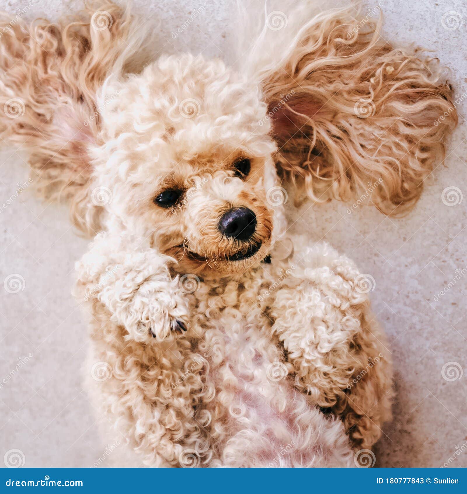 Cute Poodle Dog Smiling while Lying on a Floor Stock Image - Image of ...