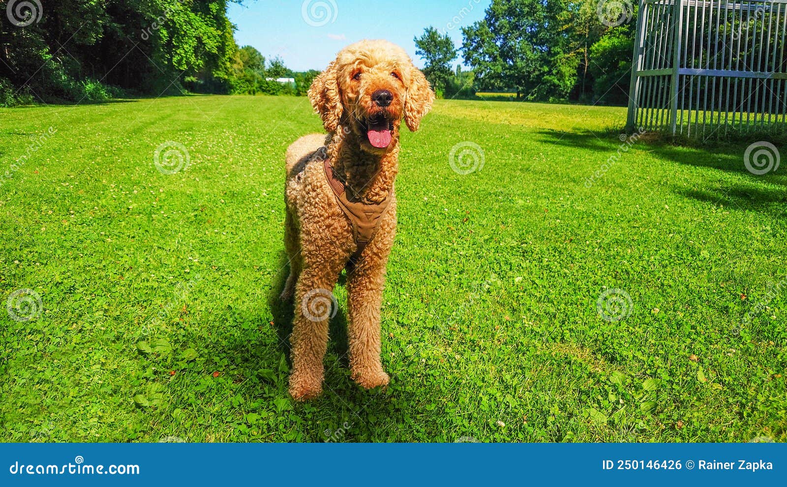 Cute Poodle is Playing with a Ball Stock Photo - Image of domestic ...