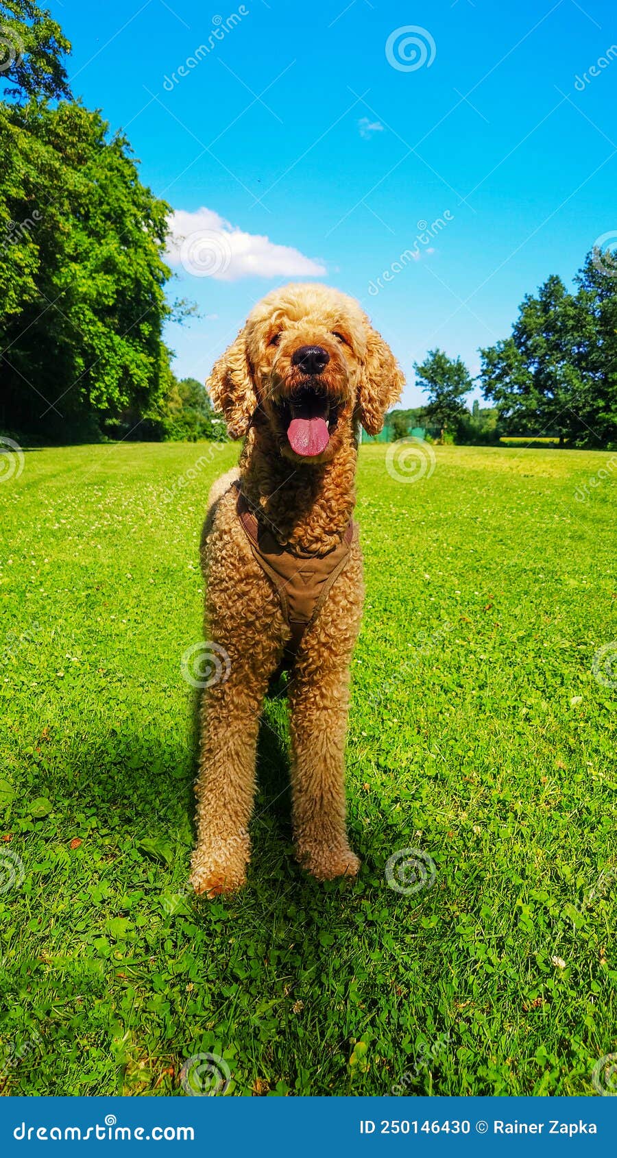 Cute Poodle is Playing with a Ball Stock Photo - Image of ball, cute ...