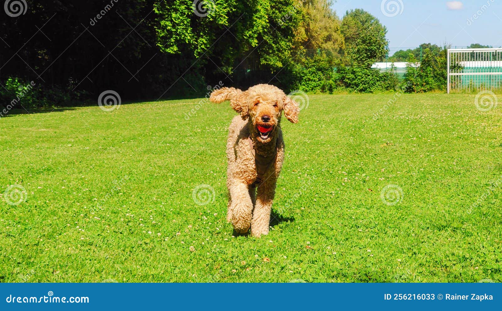 Cute Poodle is Playing with a Ball Stock Image - Image of furry ...