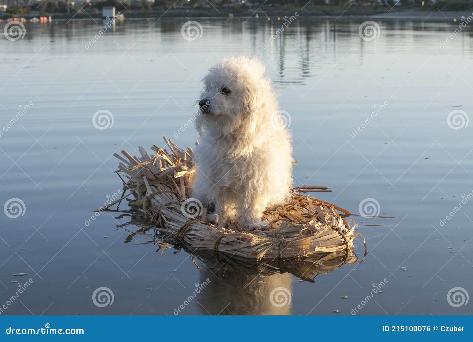 Cute poodle on raft in sea stock photo. Image of alone - 215100076