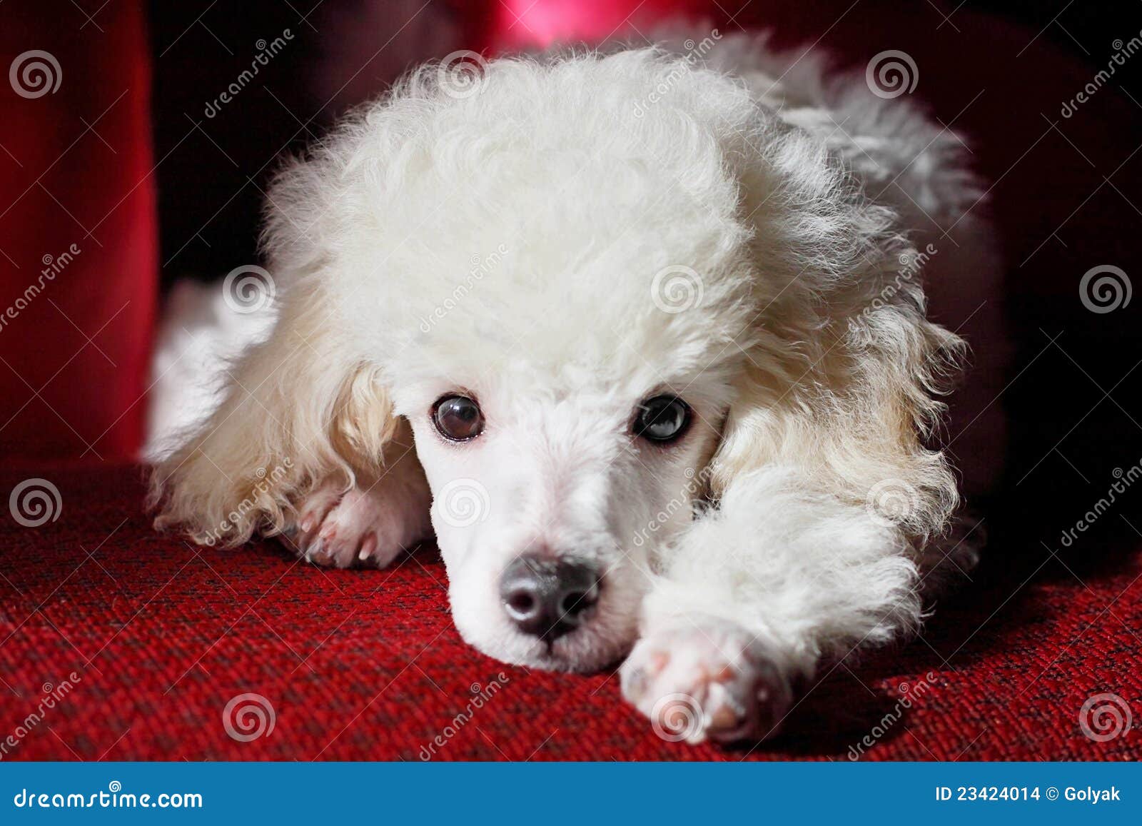 Cute poodle relaxing stock photo. Image of discovering - 23424014
