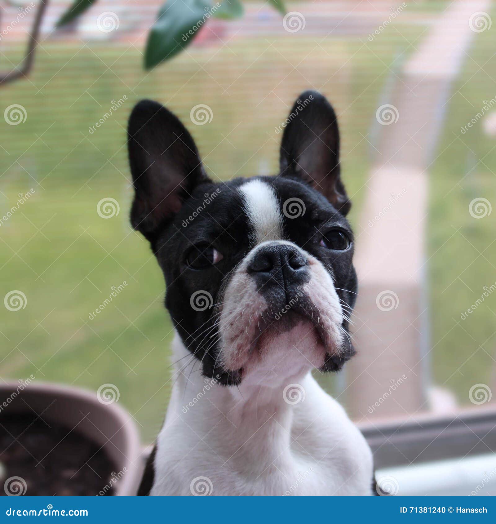 Cute Portrait of the Boston Terrier Stock Photo - Image of mammal, cute ...