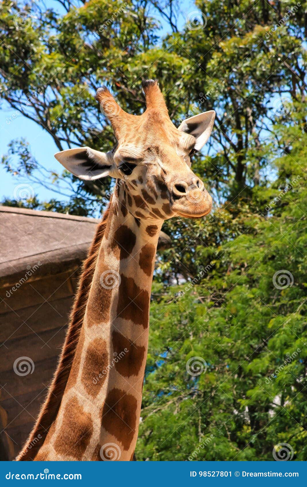 Cute portrait Giraffe stock image. Image of giraffe, tourist - 98527801