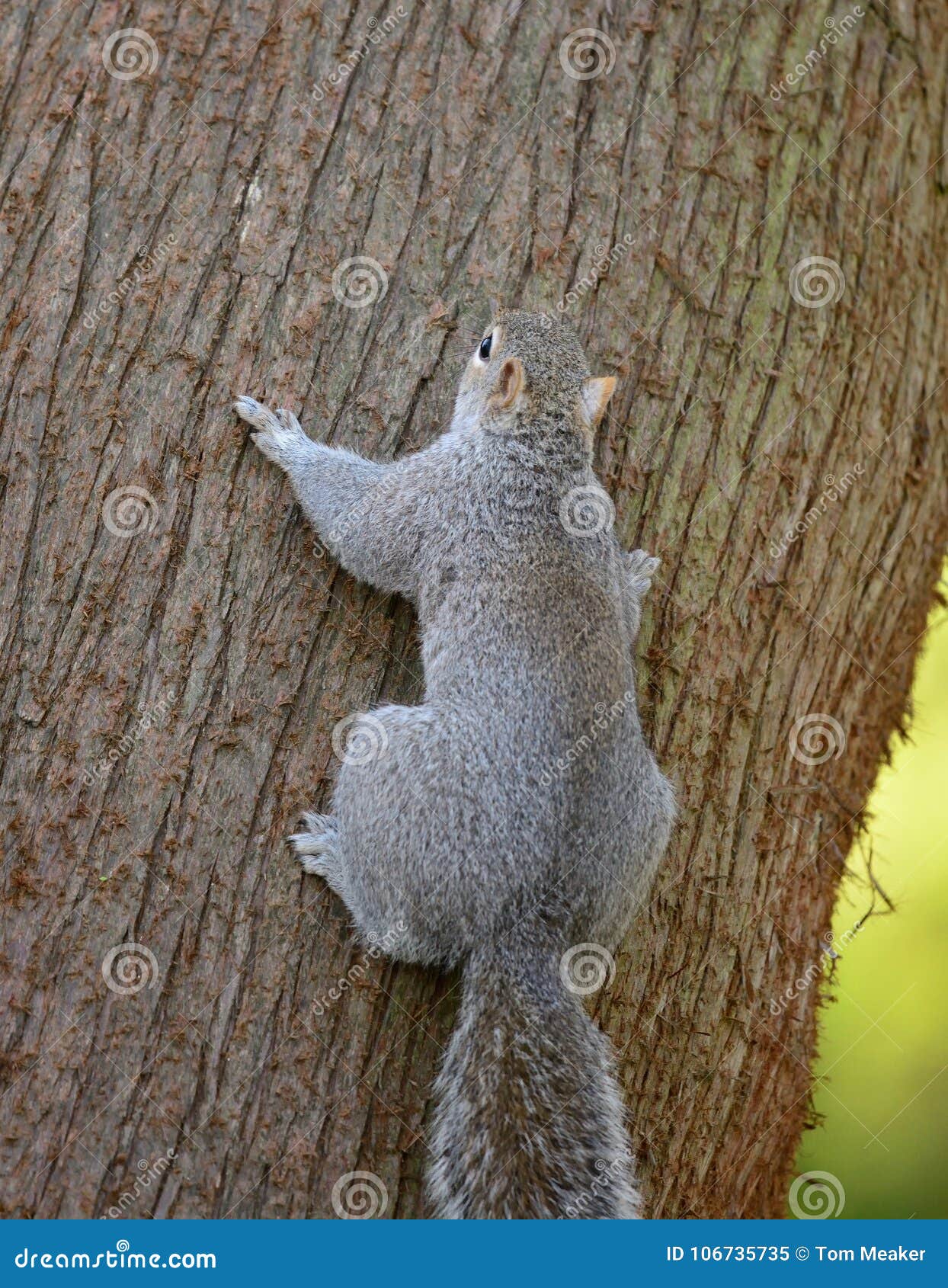 Grey Squirrel Climbing Up a Tree Stock Image - Image of agile, portrait ...