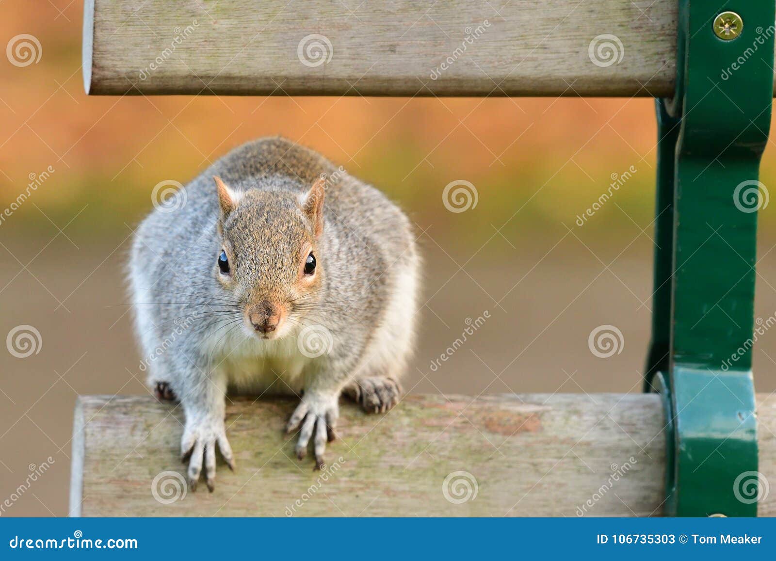 Grey Squirrel Standing on a Park Bench Stock Image - Image of squirrels ...