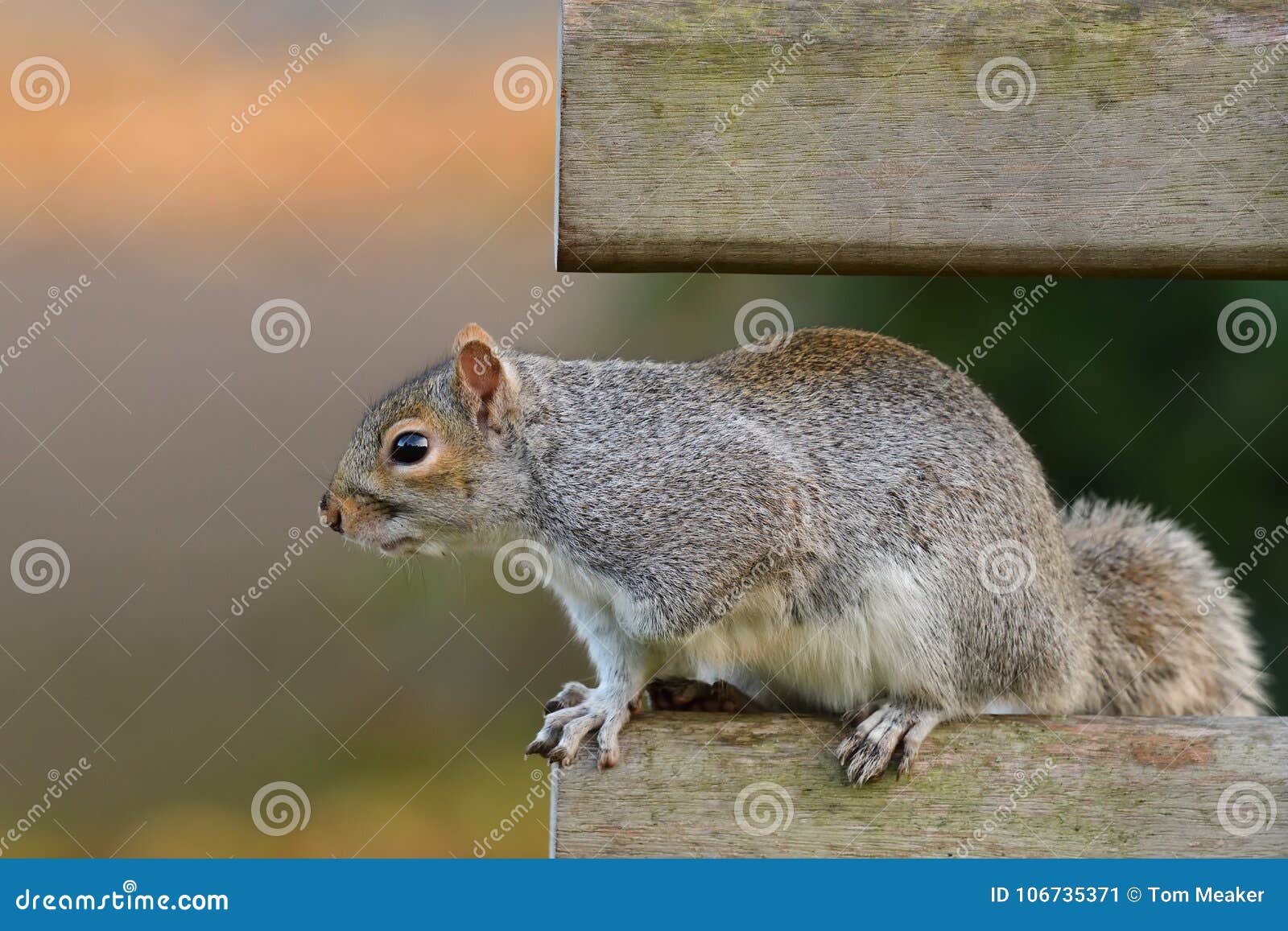 Grey Squirrel Standing on a Park Bench Stock Image - Image of grey ...