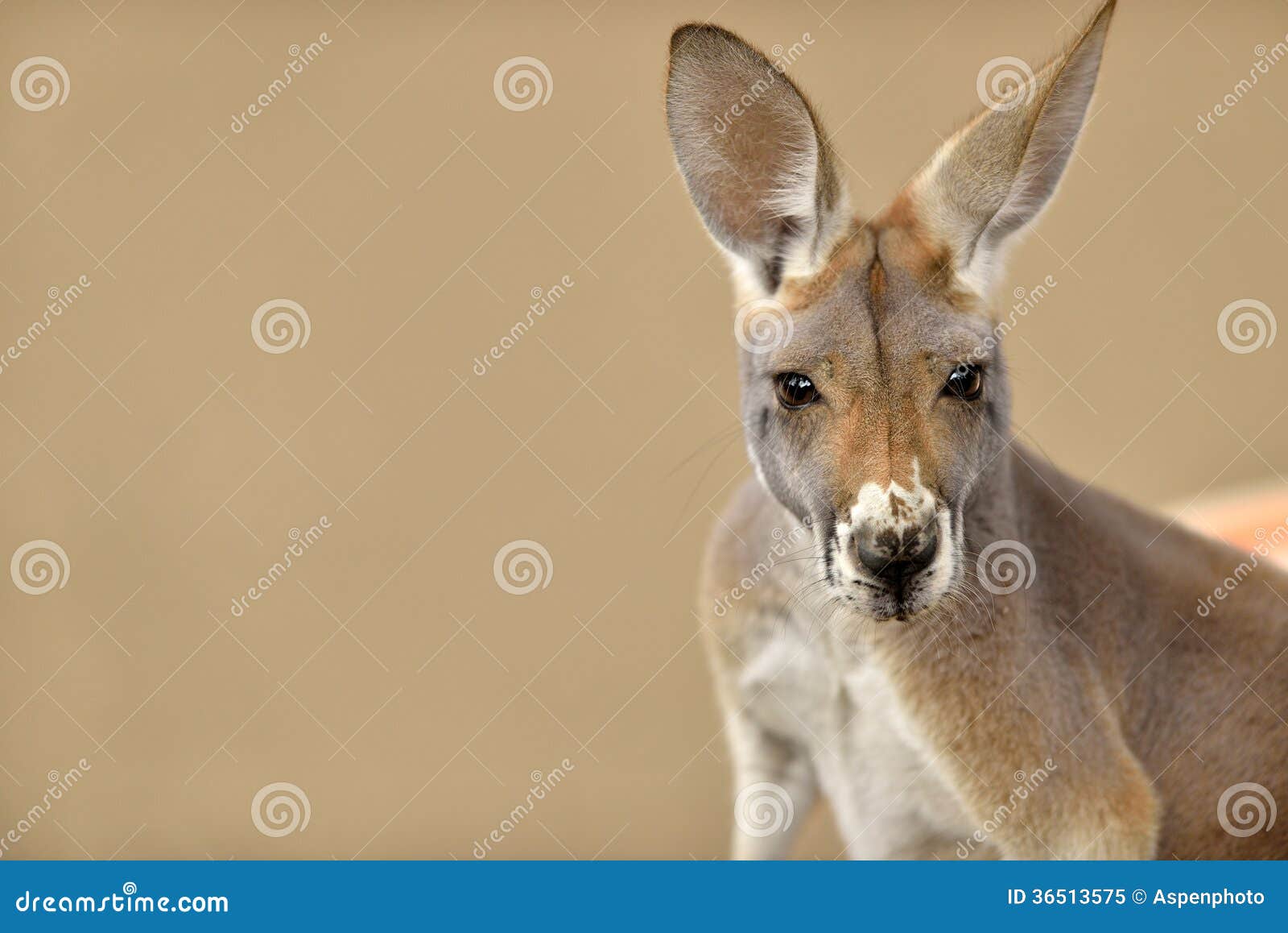 Cute Portrait of a Kangaroo Stock Image - Image of looking, cute: 36513575