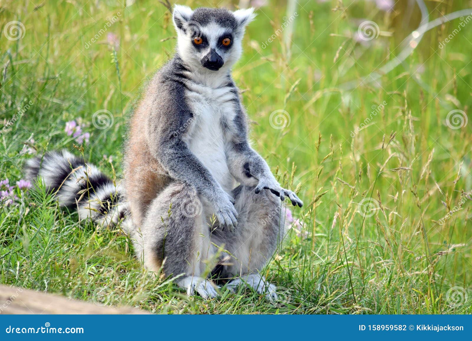 Cute Portrait of Lemur Catta Looking Surprising Stock Photo - Image of ...