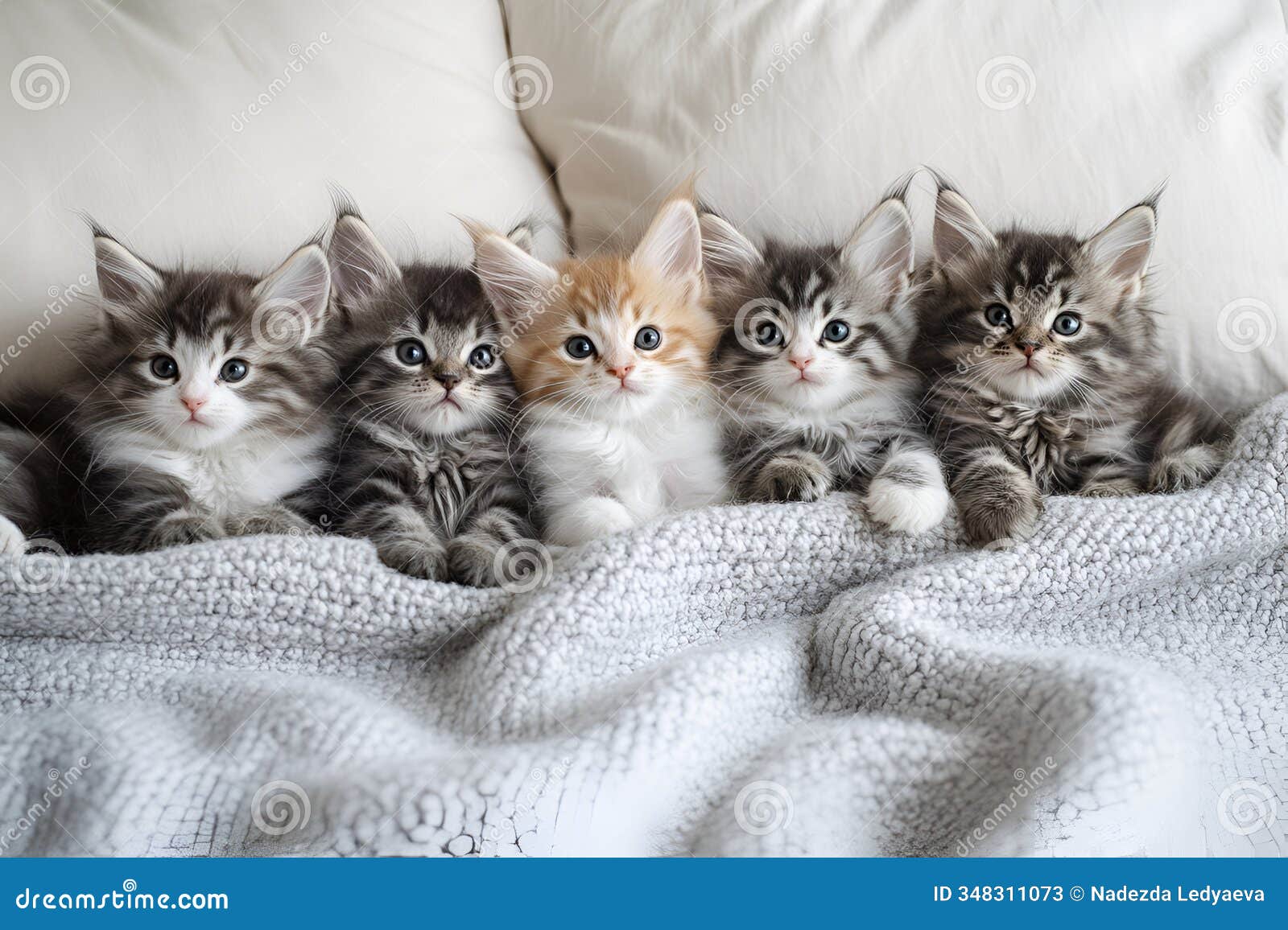 Cute Portrait Local or Domestic Kittens Looking Camera Stock ...