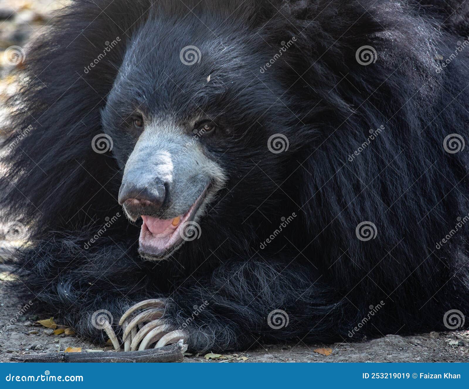 Cute Portrait of a Sloth Bear Stock Image - Image of sloth, reserve ...