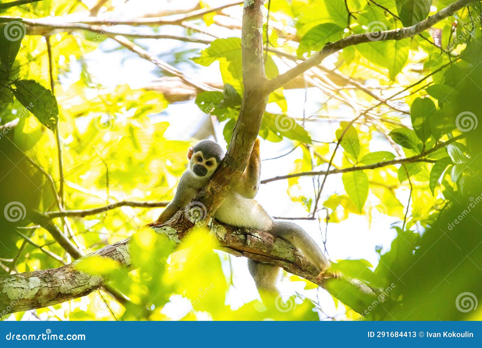 Cute Portrait of Squirrel Monkey in Amazon Jungle Stock Image - Image ...