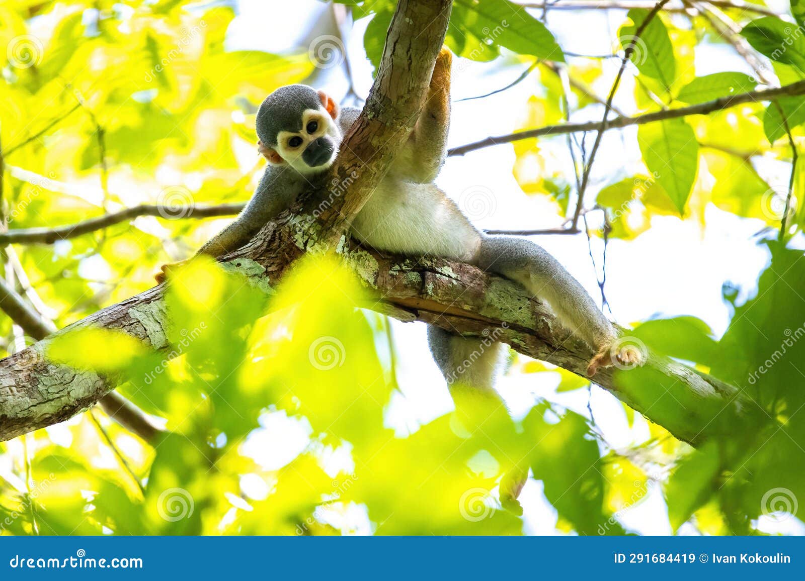 Cute Portrait of Squirrel Monkey in Amazon Jungle Stock Image - Image ...