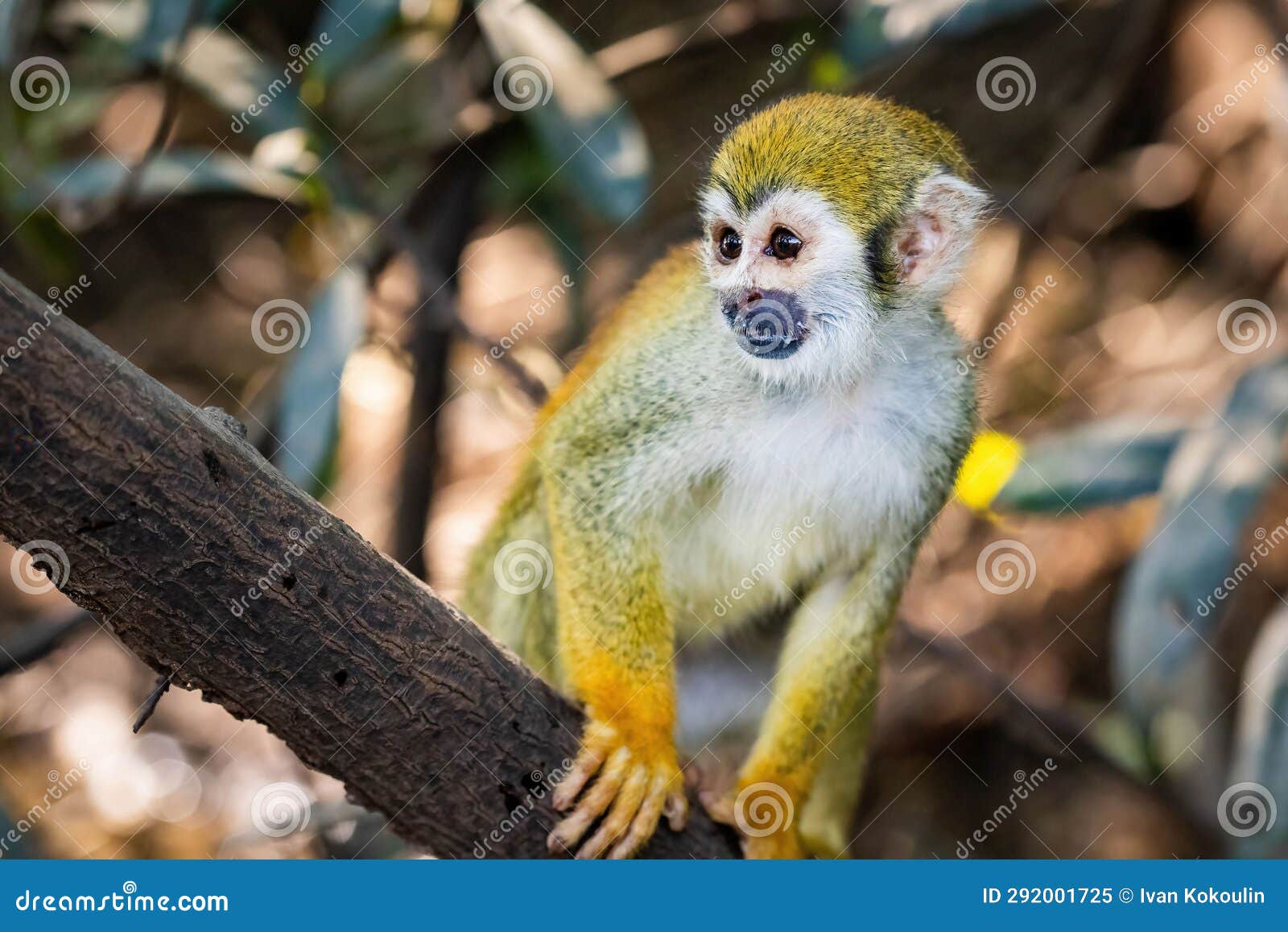Cute Portrait of Squirrel Monkey in Amazon Jungle Stock Image - Image ...