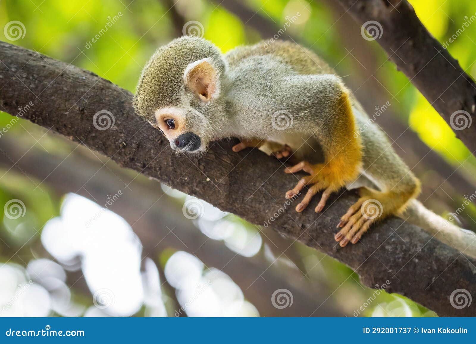 Cute Portrait of Squirrel Monkey in Amazon Jungle Stock Image - Image ...