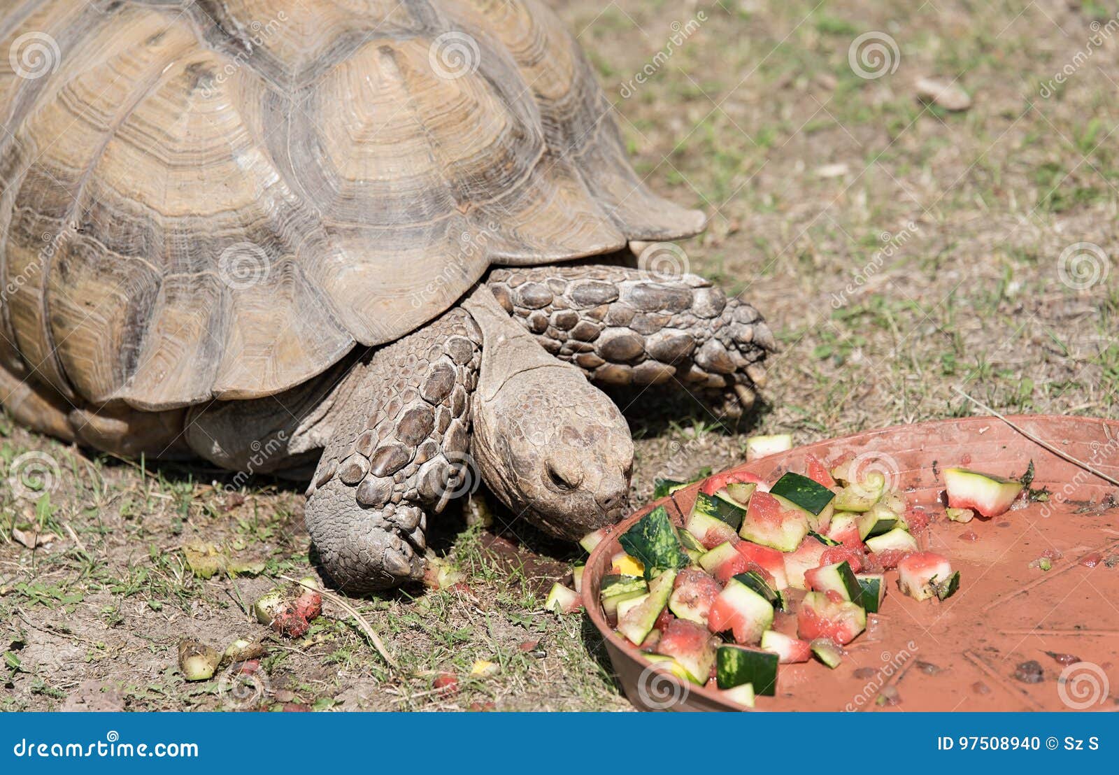 Cute portrait of tortoise stock photo. Image of melon - 97508940