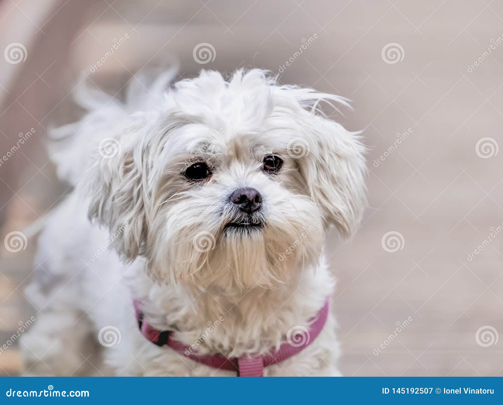 A Cute Portrait of the White Havanese Puppy Stock Image - Image of ...