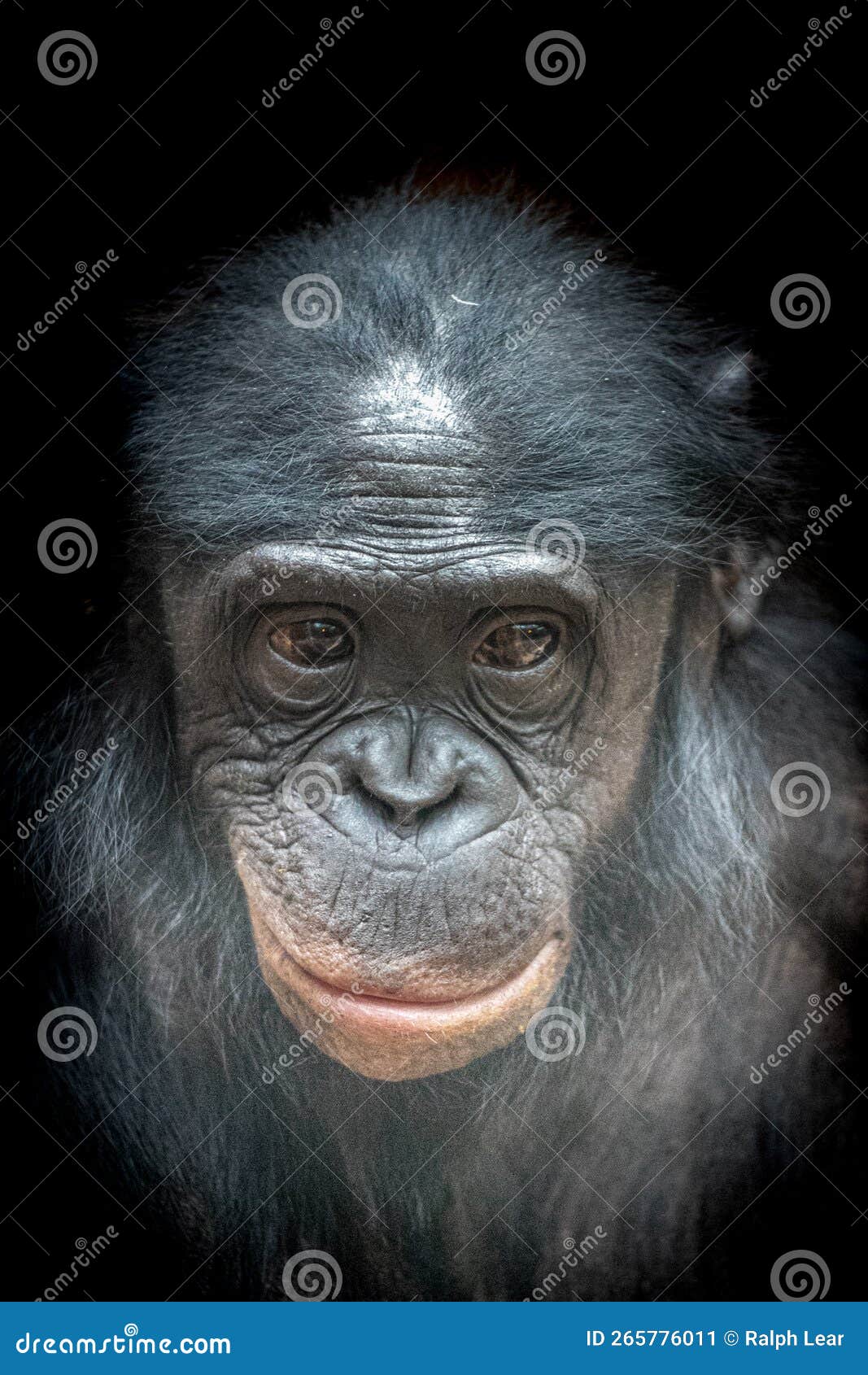 Funny Bonobo Standing In A Seductive Pose, Pygmy Chimpanzee, Human Ape ...