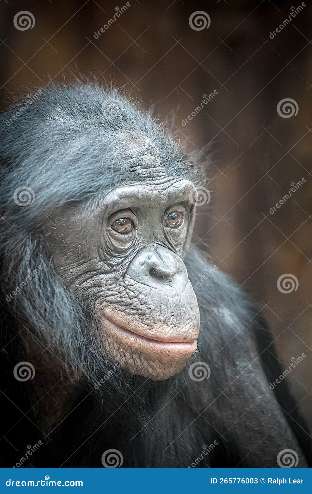 Funny Bonobo Standing In A Seductive Pose, Pygmy Chimpanzee, Human Ape ...