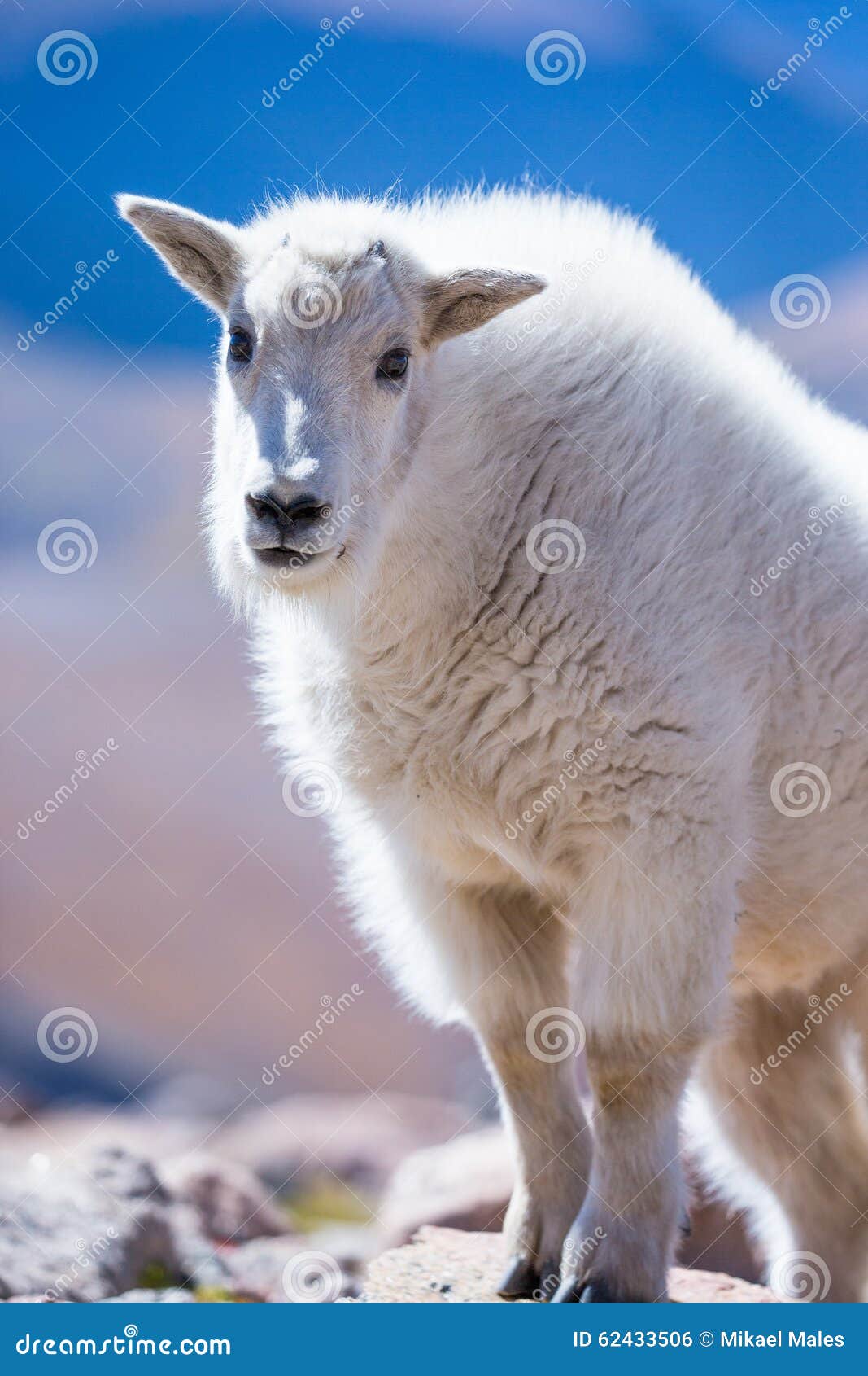 Cute Portrait of Young Mountain Goat Stock Photo - Image of frontal ...