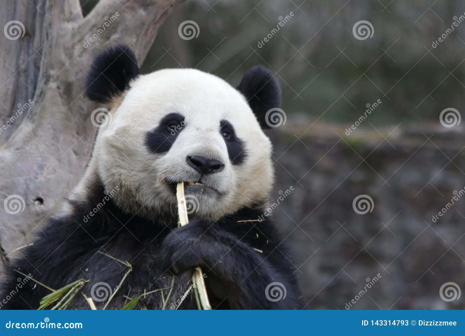 Close Up Giant Panda Eats Bamboo Stock Image - Image of fluffy, animal ...