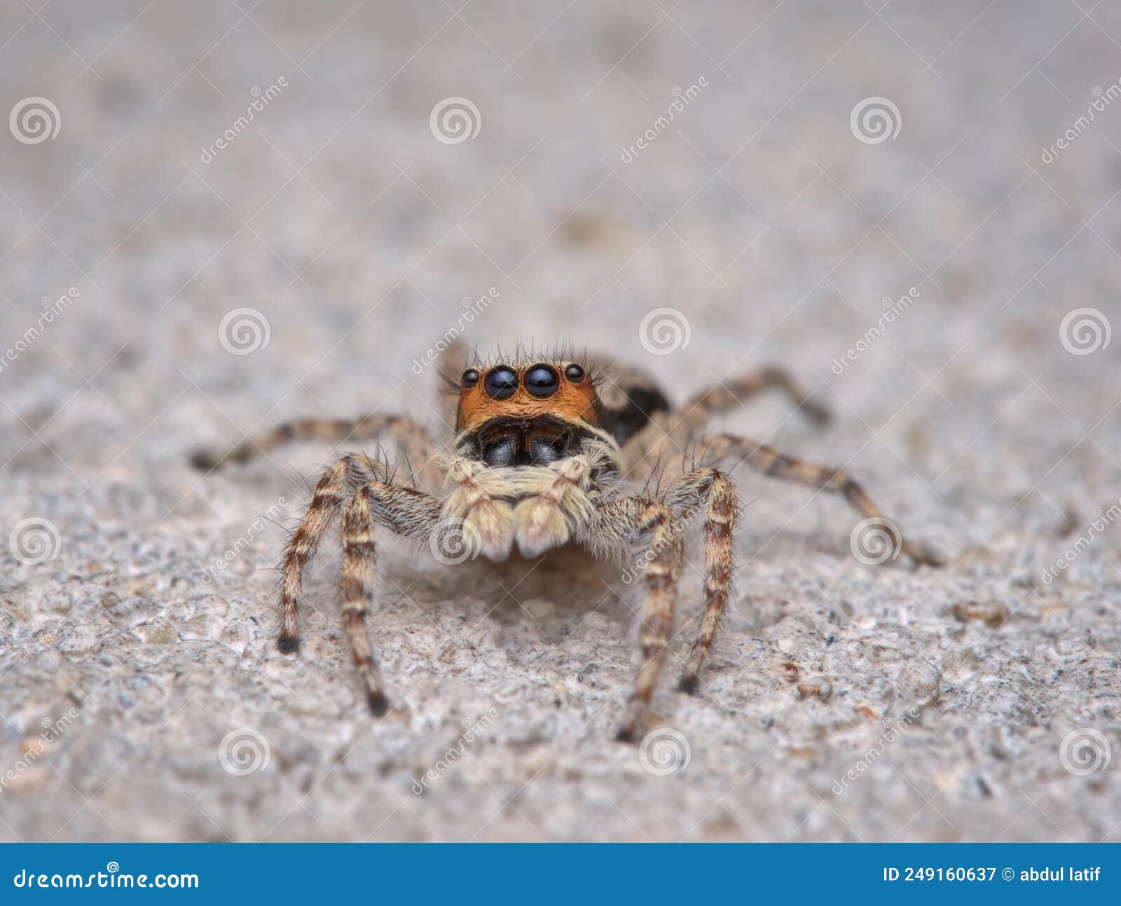 Cute Pose of Jumping Spider on the Ground Stock Image - Image of small ...