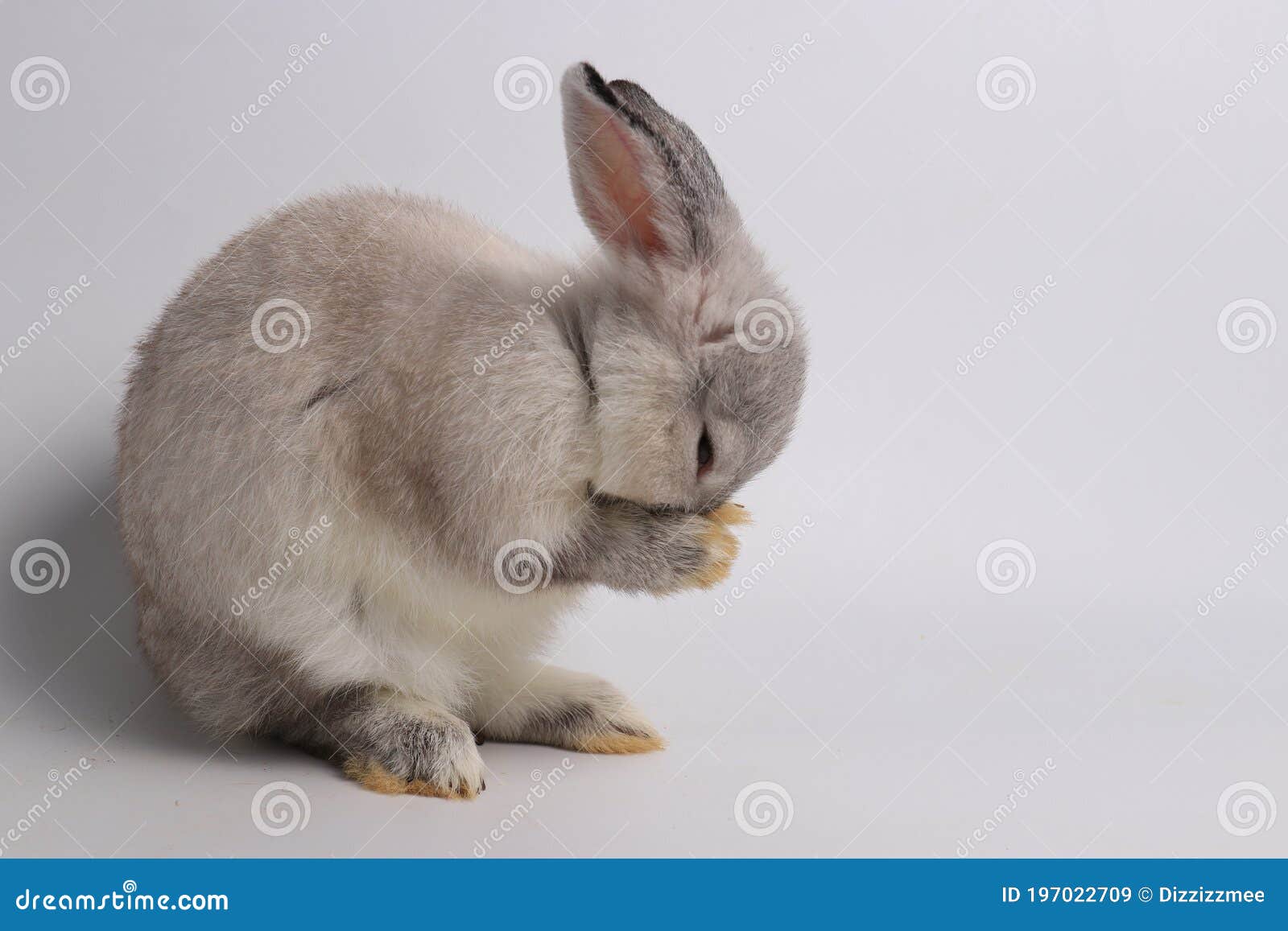 Close Up Aster Bunny Rabbit Stock Image - Image of berries, cute: 197022709