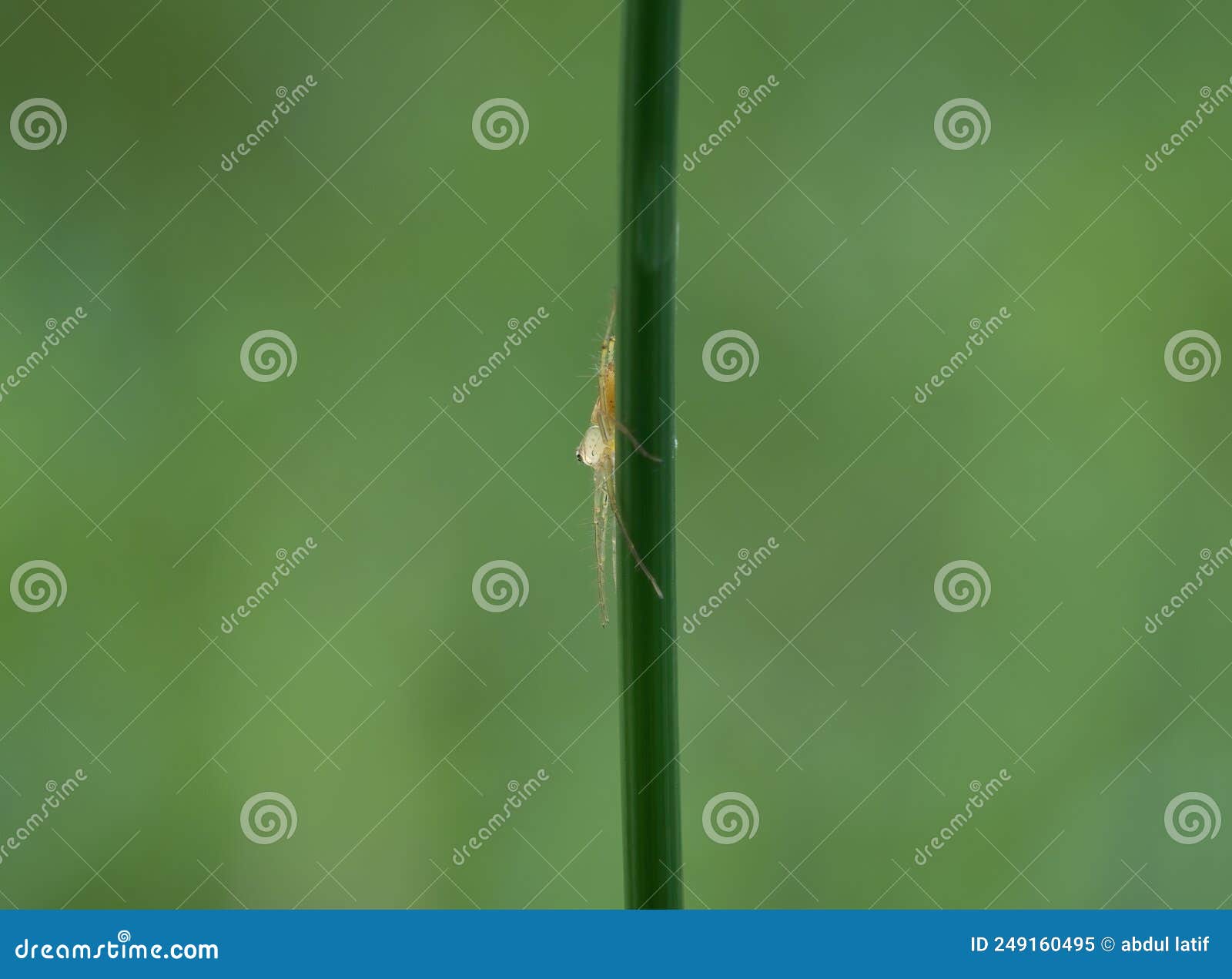 Cute Pose of Spider on the Grass Stalks Stock Image - Image of animal ...