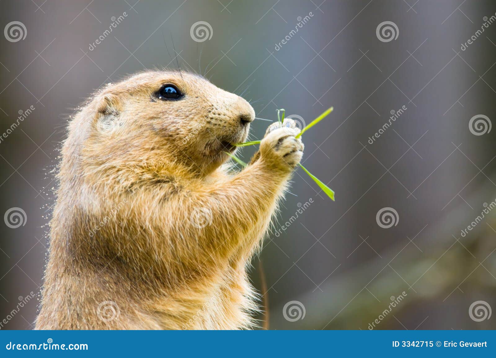 Cute prairie dog stock image. Image of attention, close - 3342715