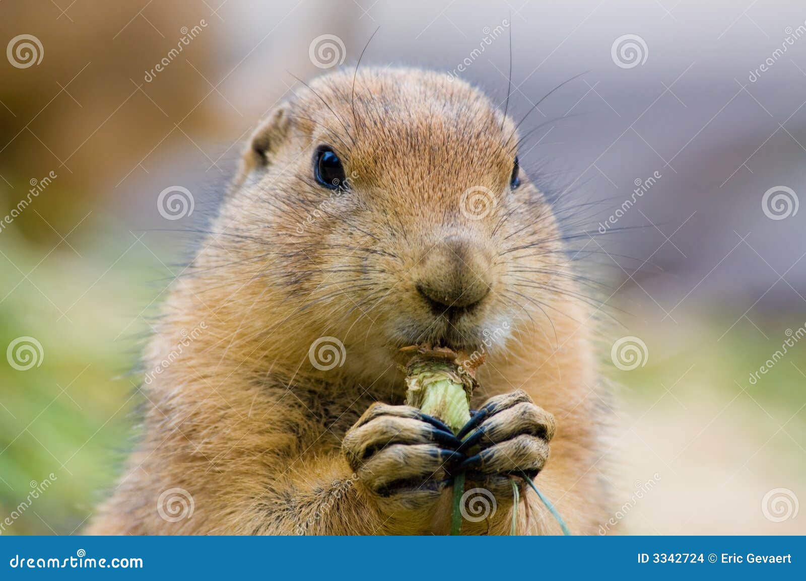 Cute prairie dog stock photo. Image of bored, sleeping - 3342724