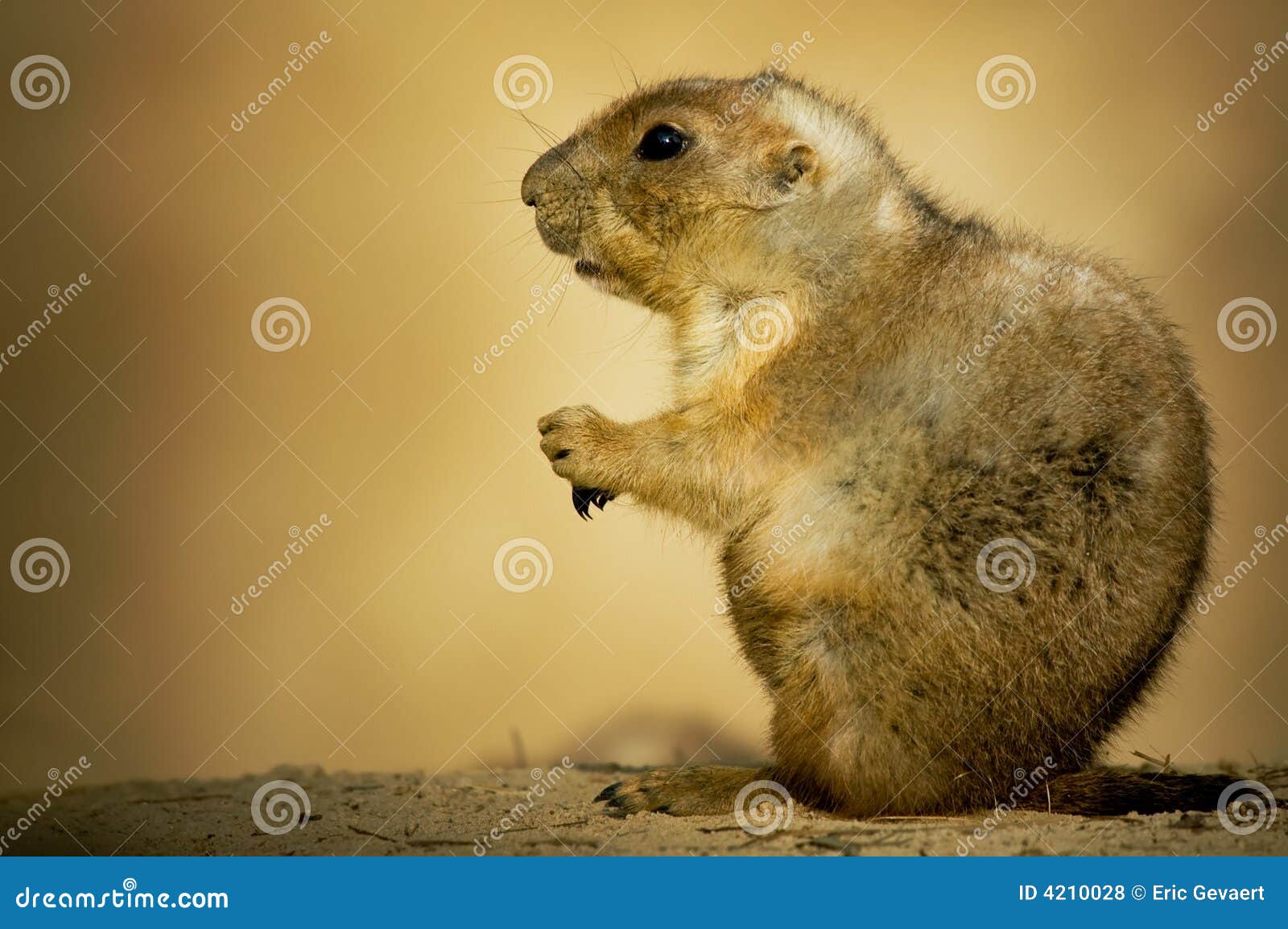 Cute prairie dog stock photo. Image of social, burrow - 4210028
