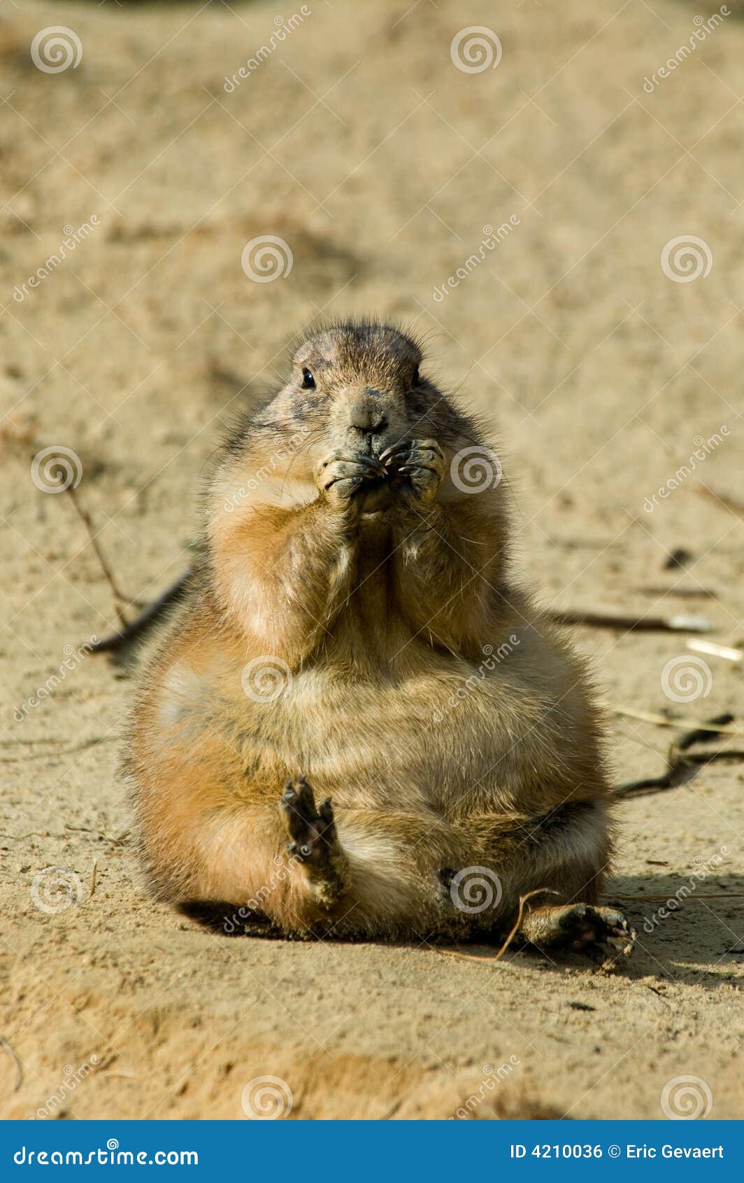 Cute prairie dog stock photo. Image of mexico, mammal - 4210036