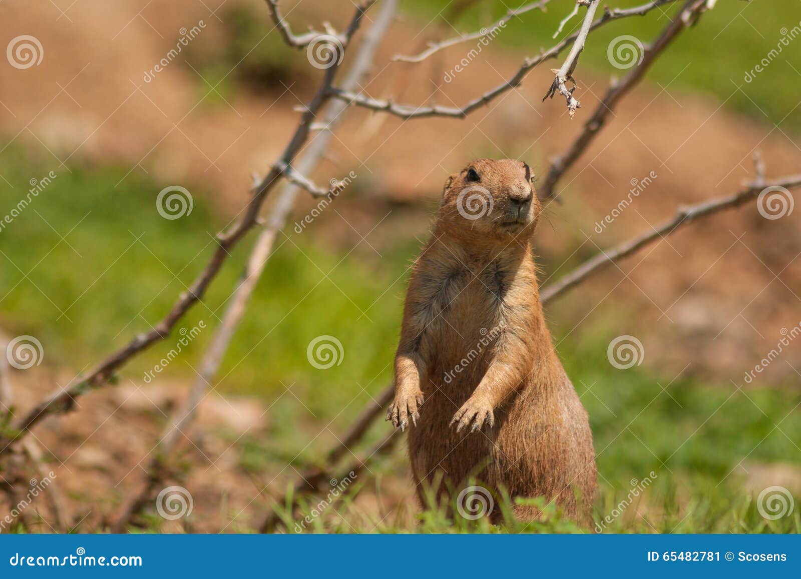 Cute Prairie Dog on Alert stock image. Image of nature - 65482781